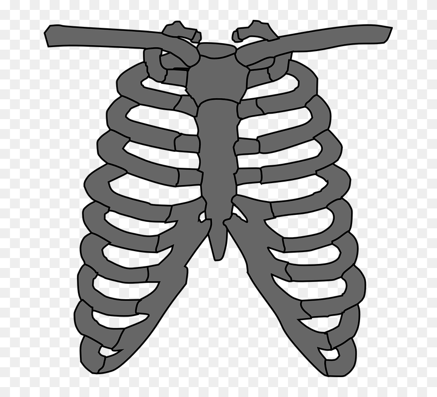 Download Cliparts For Free Download Humans Clipart Ribcage And ...