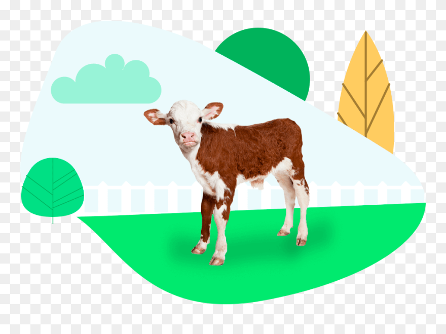 Animals - Imagen Ternera Clipart (#5409846) - PinClipart