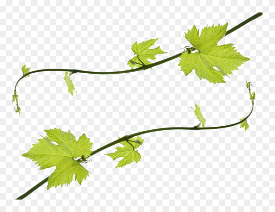 Grapevine Png Hd - Clip Art Grape Leaves Transparent Png (#5429665 ...