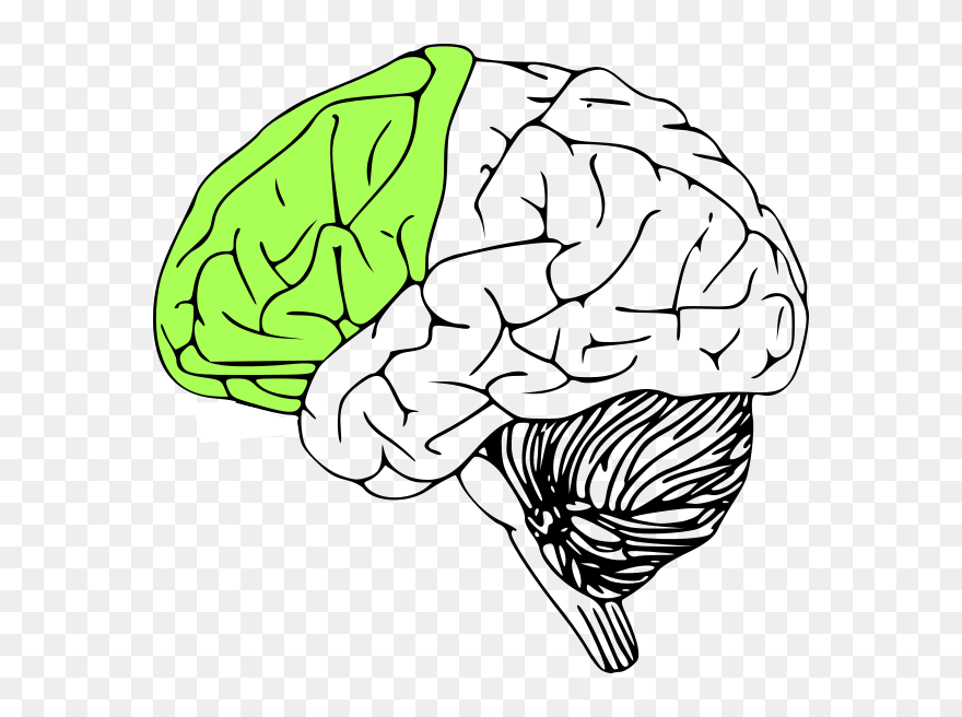 Brain And Spinal Cord Png Clipart (#5441821) - PinClipart