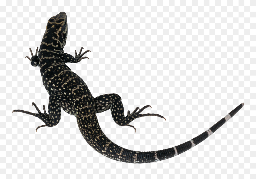 Monitor Lizard Clipart Diagram - Monitor Lizard Png Transparent Png ...