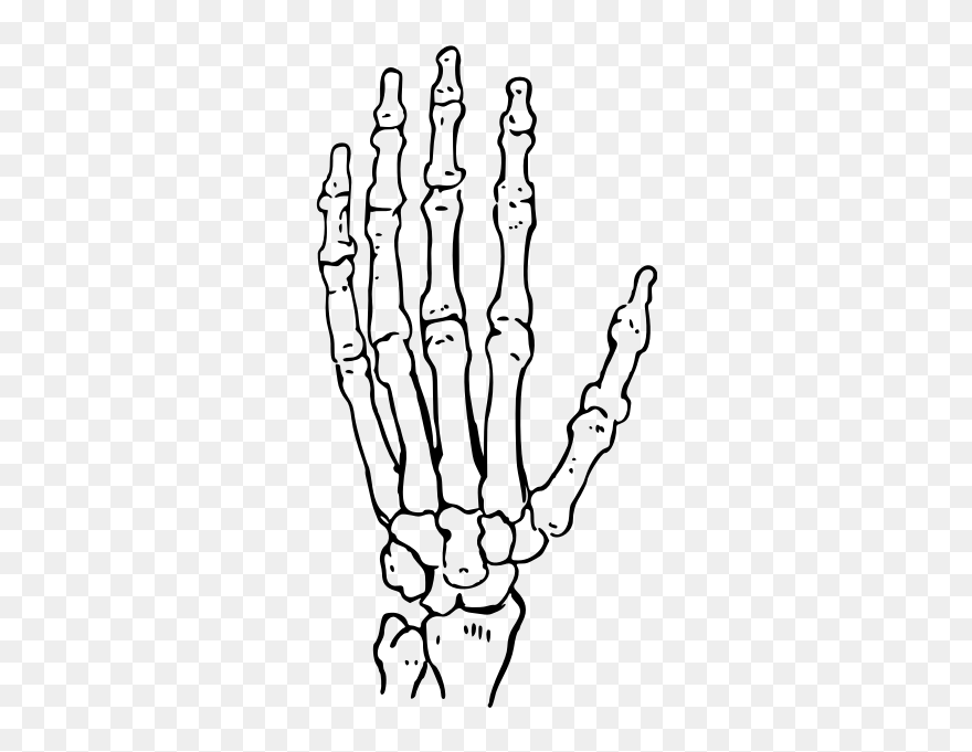 Download Bones Of The Hand - Human Hand Skeleton Drawing Clipart ...