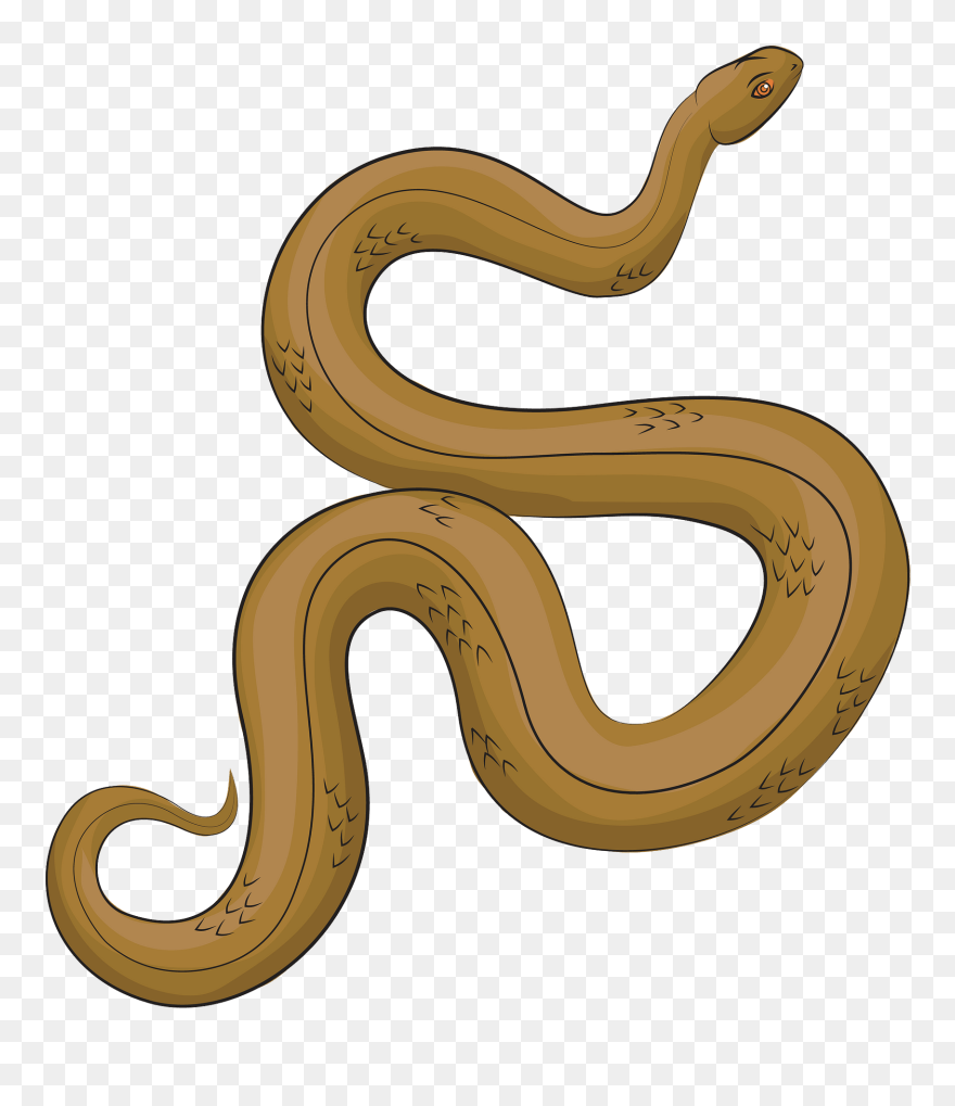 Boa Clipart (#5451437) - PinClipart