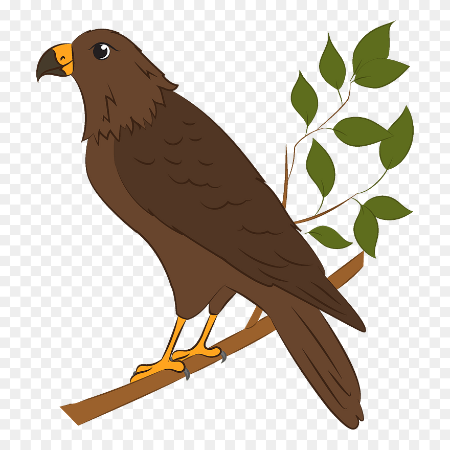 Hawk Clipart - Falcon - Png Download (#5455503) - PinClipart