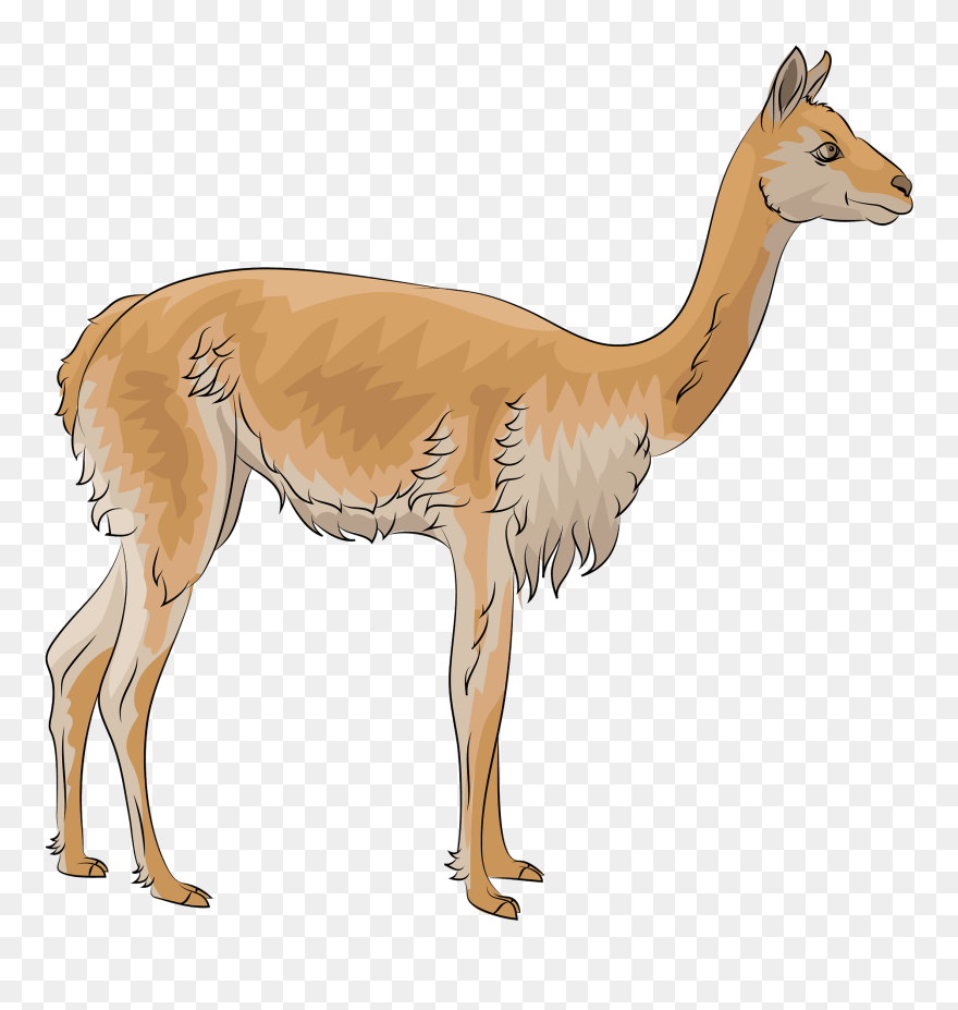 Dibujo De Una Vicuña Clipart (#5463438) - PinClipart