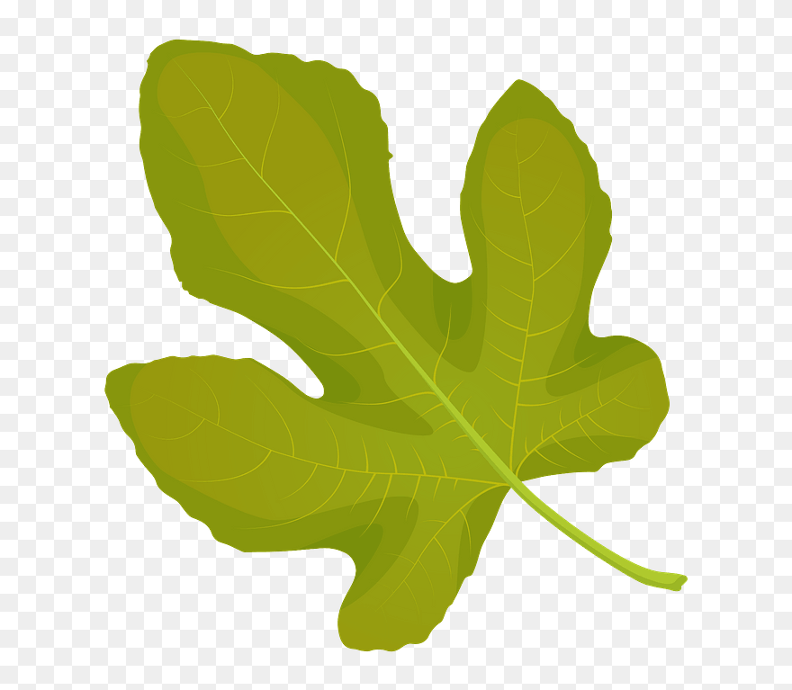 Download Common Fig Summer Leaf Clipart - Maple Leaf - Png Download ...