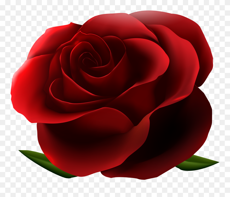 Red Rose Transparent Background Clipart (#5528032) - PinClipart