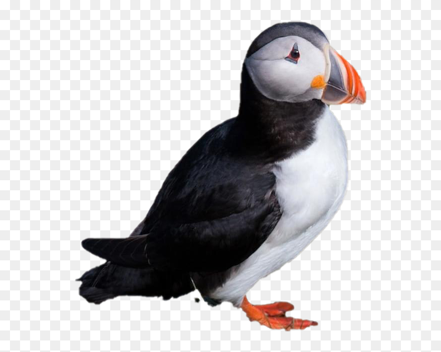Single Puffin Png Clipart - Transparent Puffin Png (#5532521) - PinClipart