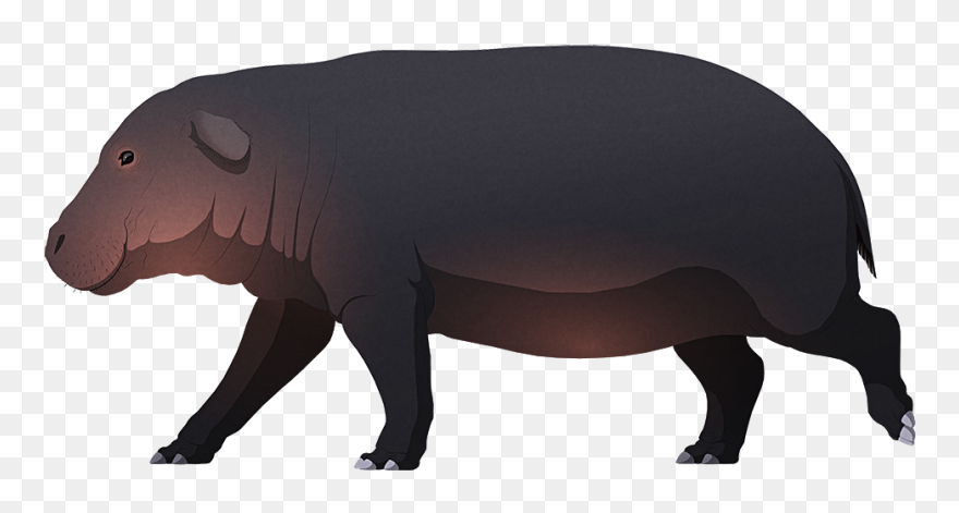 A Stylized Illustration Of An Extinct Dwarf Hippo - Hippopotamus ...