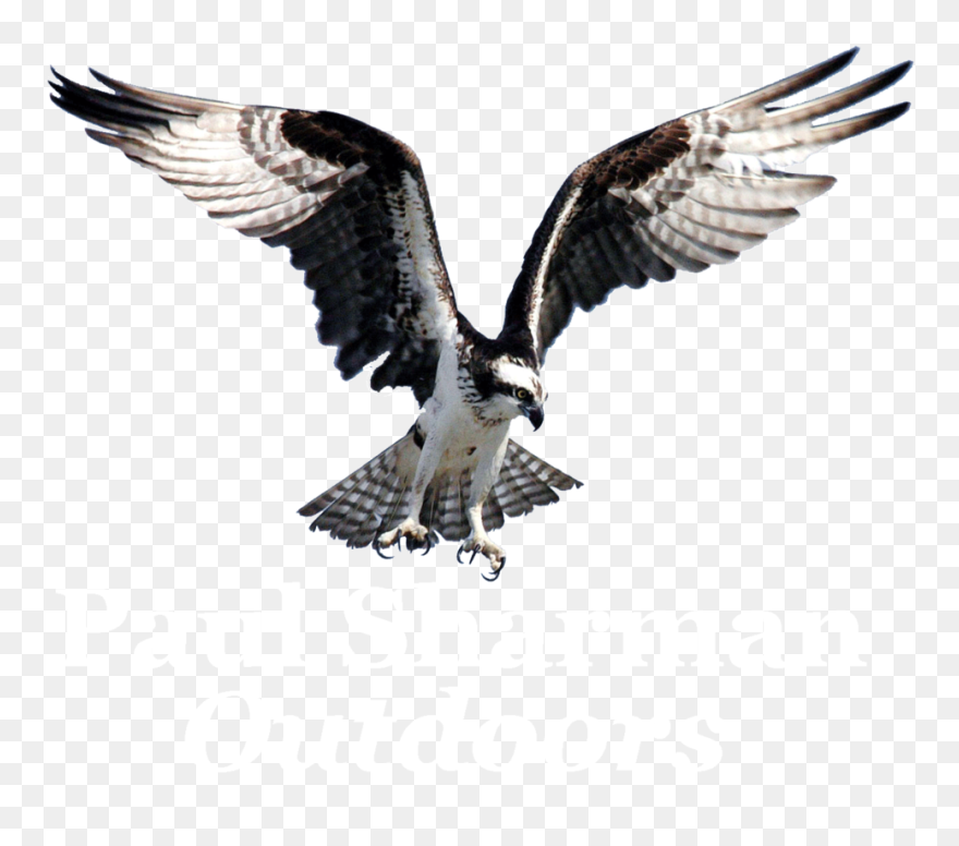 Tarpon Vector Coral Trout - Seahawk Birds Of Prey Clipart (#5561860 ...