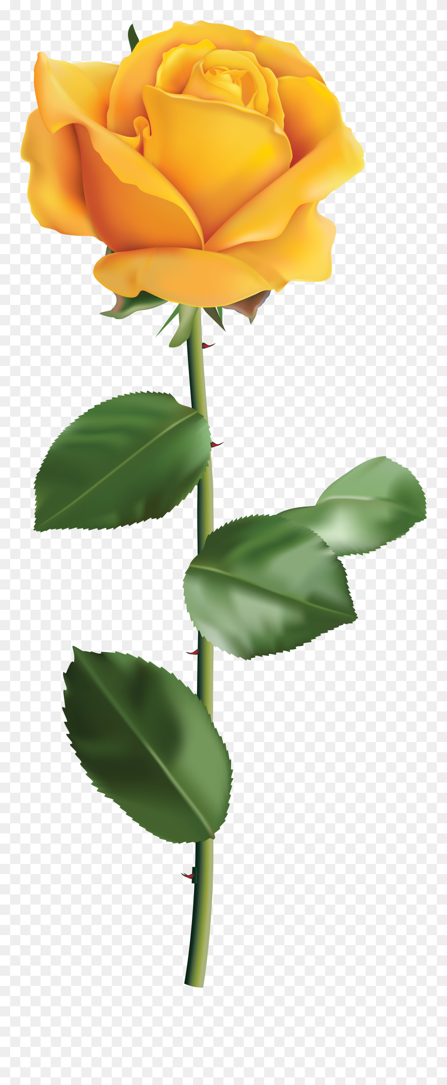 Yellow Rose Clip Art - Clip Art Yellow Rose - Png Download (#5574227 ...