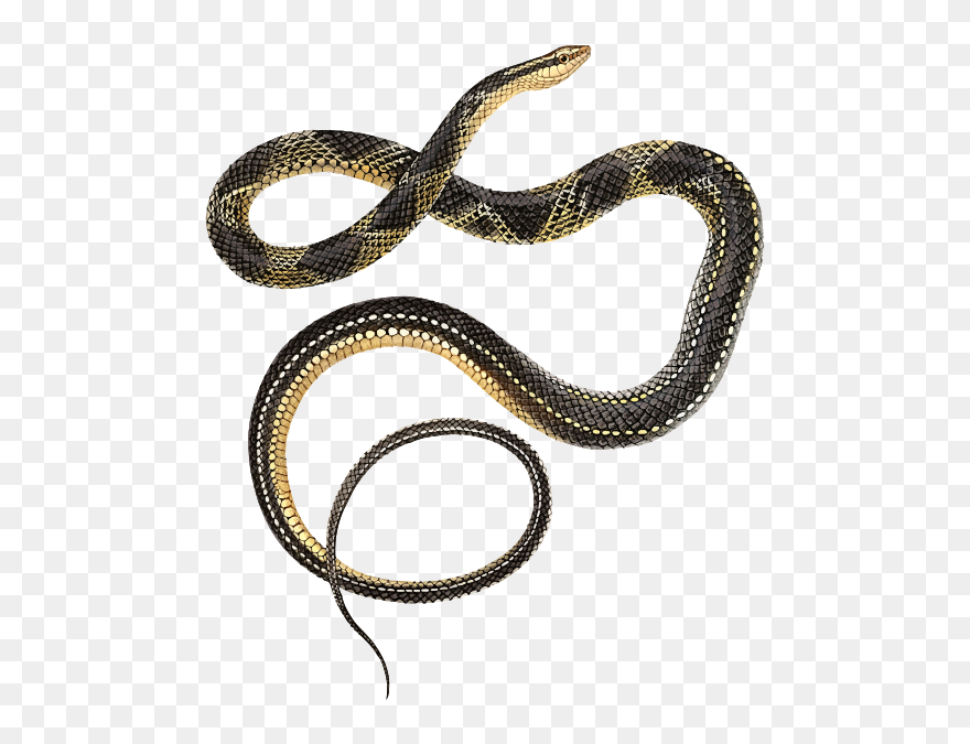 Ground Snake - Hindu God Sri Lakshmi Ganapathi Temple Clipart (#5593327 ...