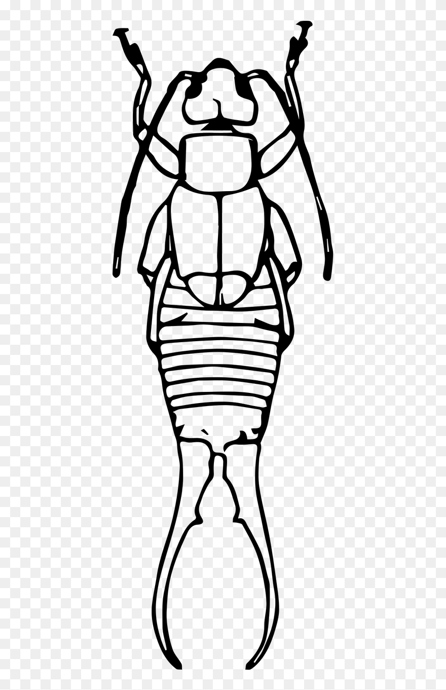 Animal Bug Earwig Free Photo - Earwig Drawing Clipart (#5594761 ...