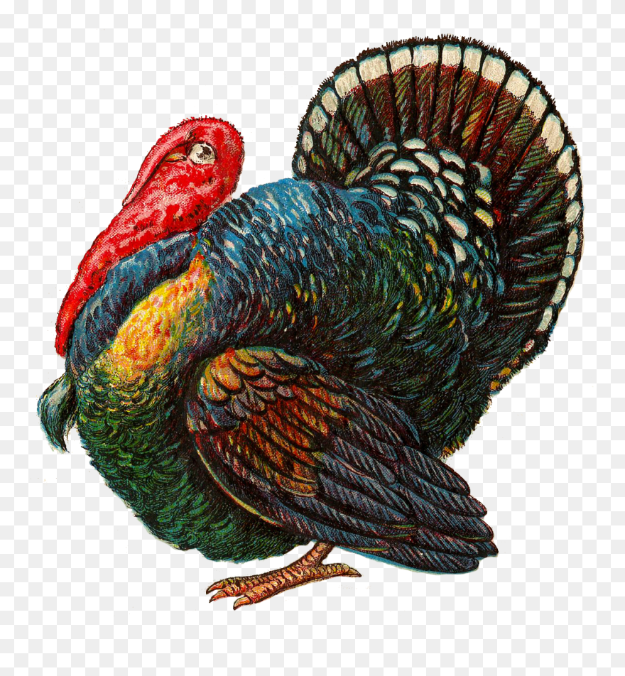Turkey Bird - Thanksgiving Clip Art - Png Download (#5597570) - PinClipart