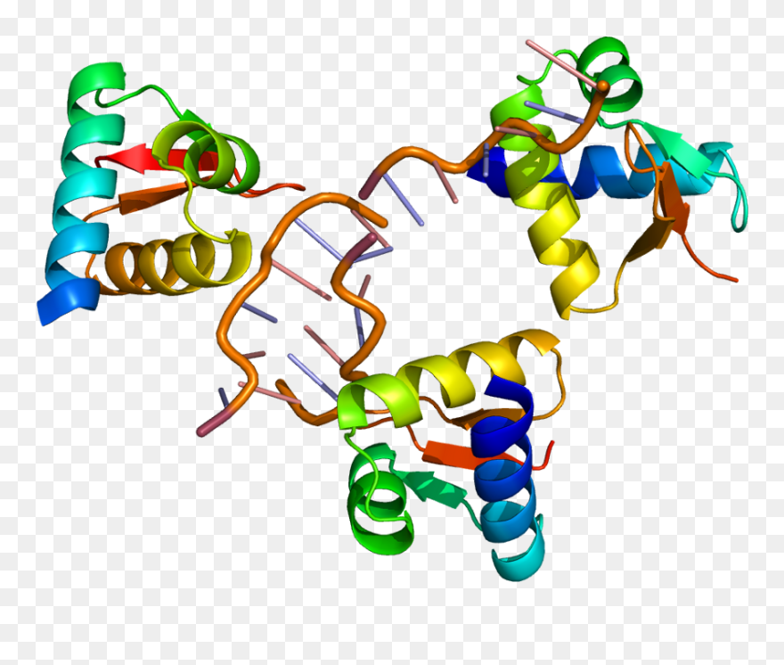 Download Rna - Protein Structure No Background Clipart (#5598844 ...