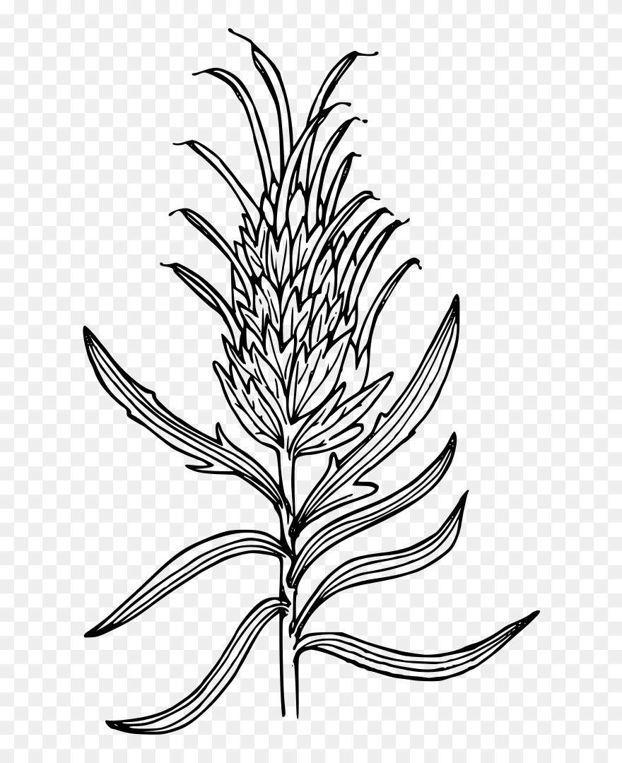 Indian Paintbrush Flower Drawing Clipart (#5599359) - PinClipart