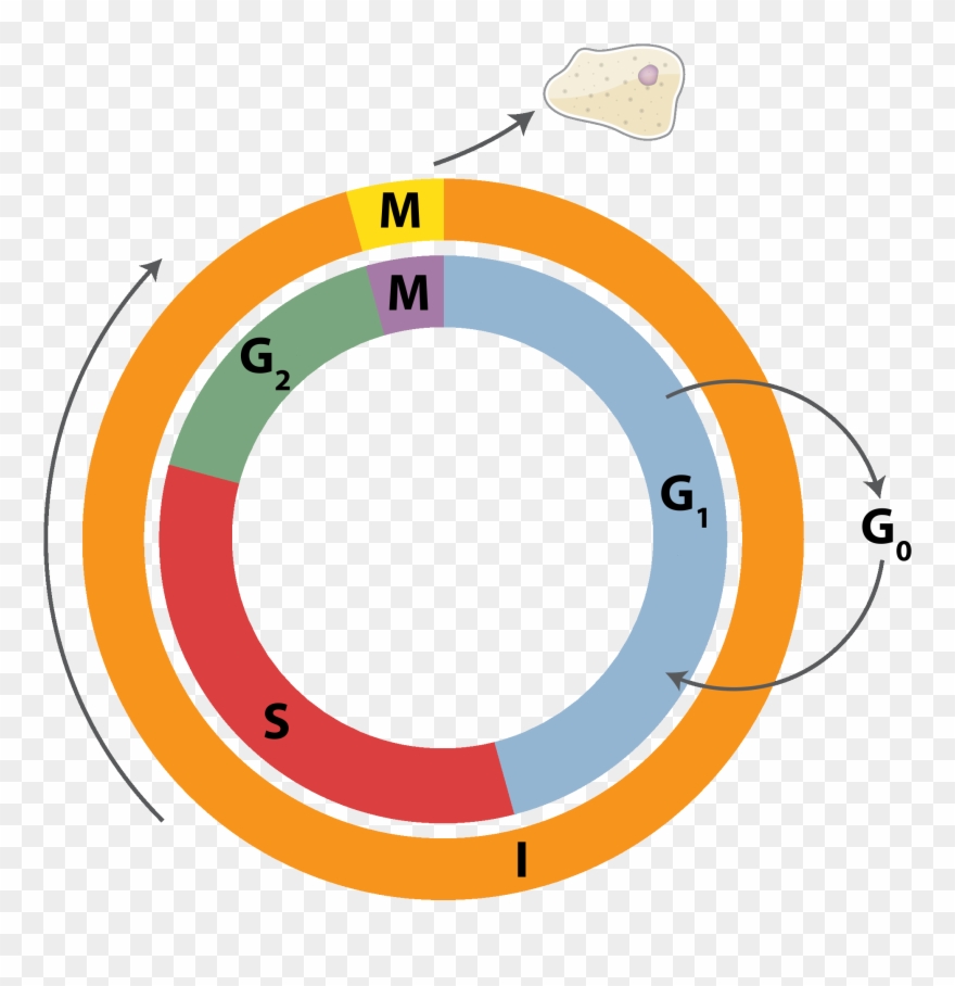 Cell Cycle Division Mitosis - Cell Cycle Png Clipart (#564341) - PinClipart