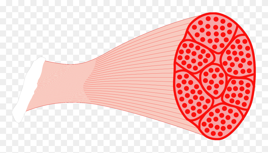 Download Transparent Skeletal Muscle Png Clipart (#5603725) - PinClipart