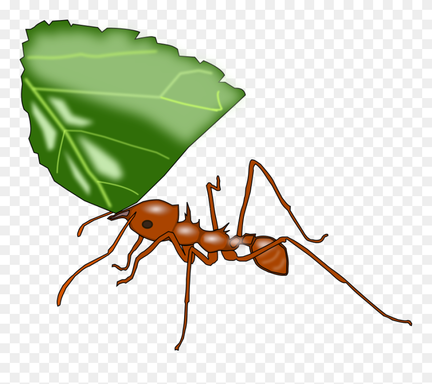 Download Atta Ant Svg Vector File, Vector Clip Art Svg File - Leaf ...