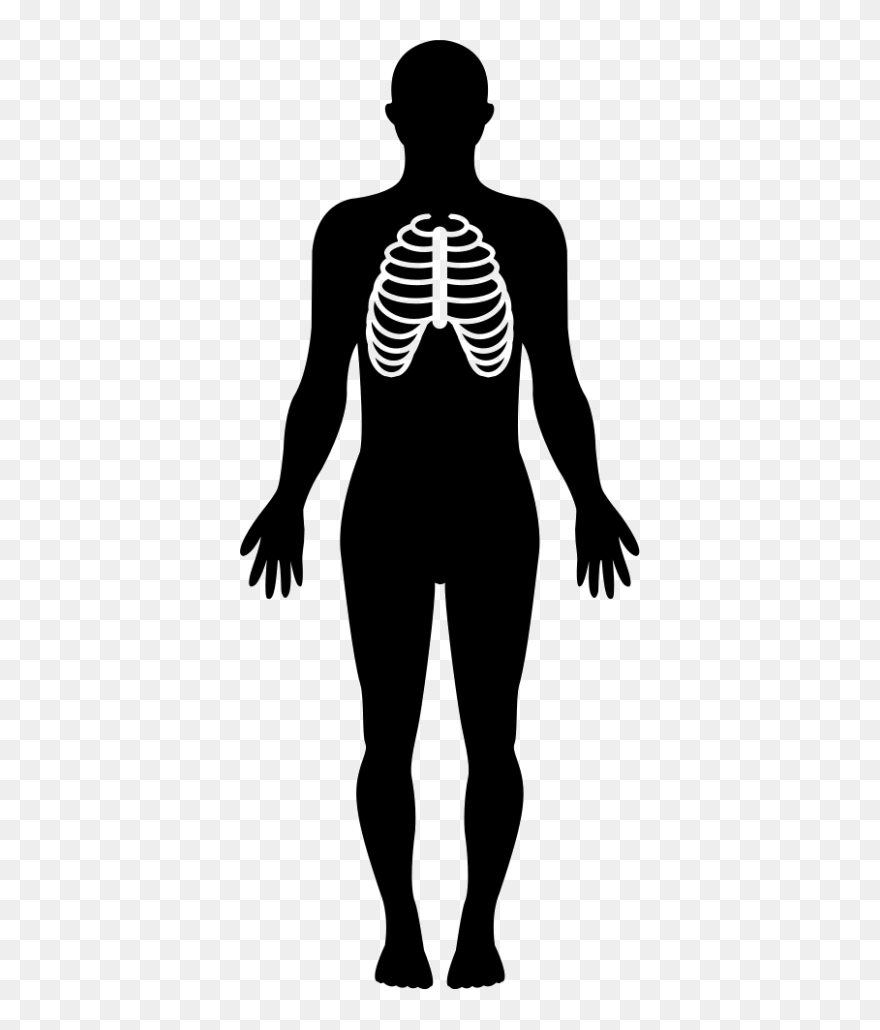 Download Human Body Shape Png Clipart (#5616916) - PinClipart