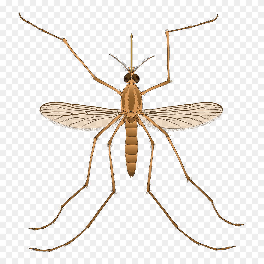 Mosquito Parts Ua Clipart - Skeleton Of A Mosquito - Png Download ...