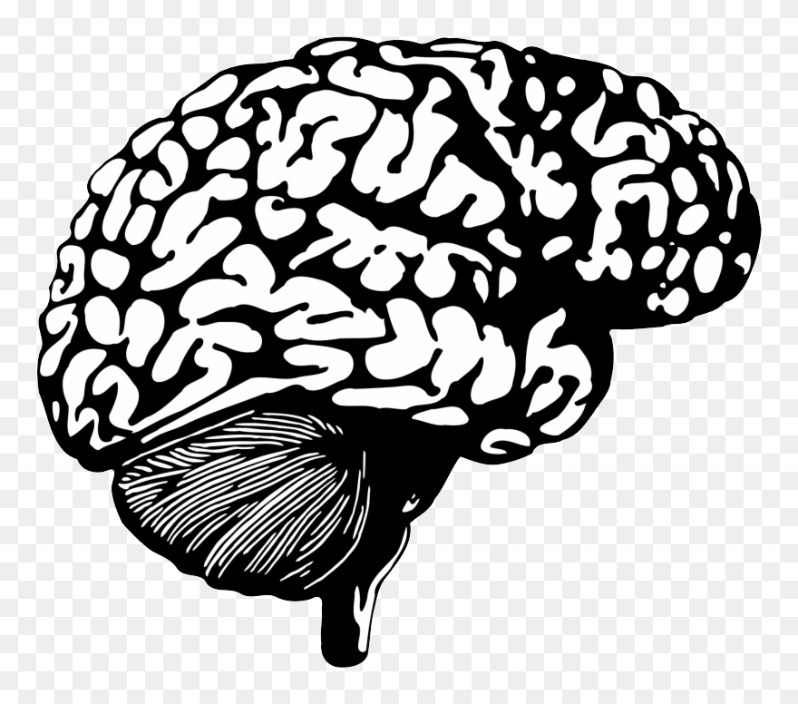 Download Brain Png - Global Cognitive Function Clipart (#5634196 ...