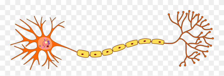 Download Structure Of Neuron - Neuron Png Clipart (#5634212) - PinClipart