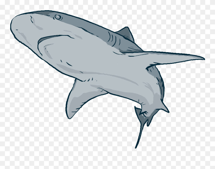 Transparent Mean Shark Clipart - Great White Shark - Png Download ...