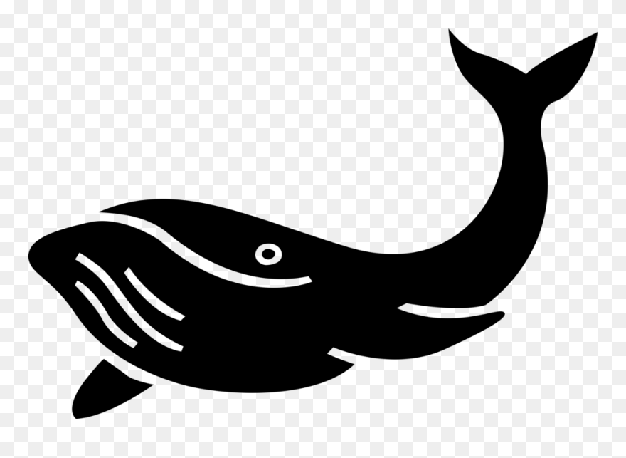 Vector Illustration Of Aquatic Marine Mammal Baleen - Baleia Vetor Png ...