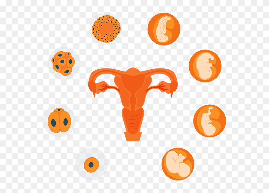 Illustration Of Process Of Reproduction Clipart (#5669730) - PinClipart