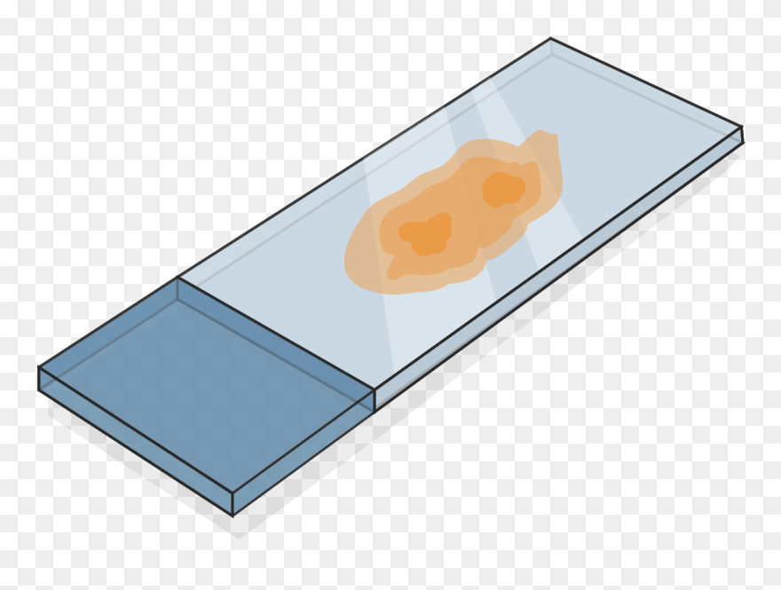 5 Micron Section Ffpe Tissue - Tissue Sample On Slide Clipart (#5673425 ...