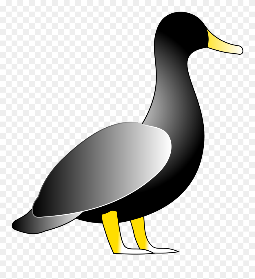 Download American Black Duck Clipart (#5685989) - PinClipart