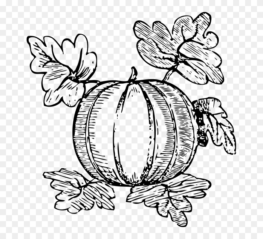 Download Marrow Squash Vegetable Coloring Page For Kids, Printable ...
