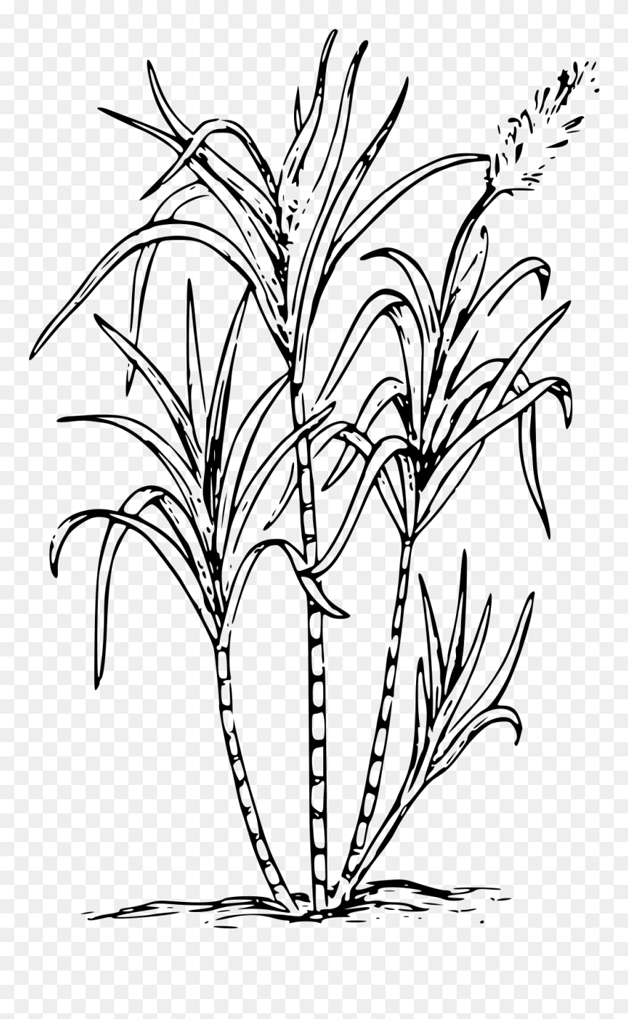 Sugar Cane Coloring Coloring Pages
