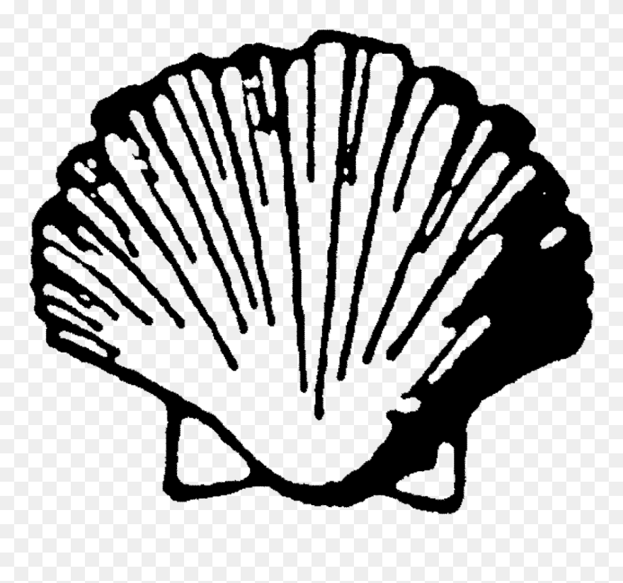 Download Scallop Royalty-free Clip Art - Shell Illustration Png ...
