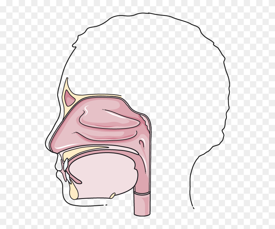 Download Clipart Mouth Bouche - Cartoon - Png Download (#5753675 ...