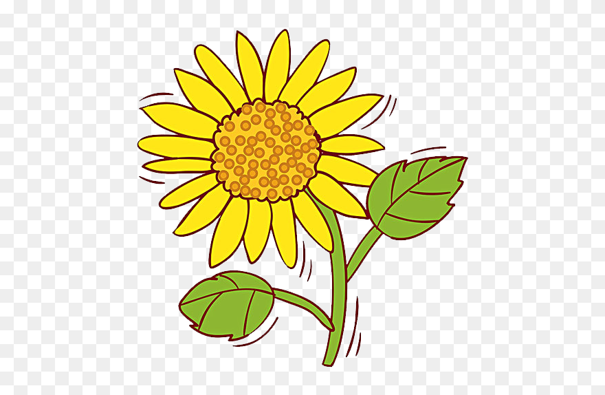 Common Sunflower Clip Art - Portable Network Graphics - Png Download ...