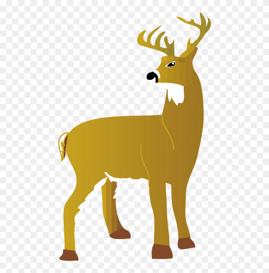 Stag Vector Male Deer - Cartoon White Tailed Deer Clipart (#5794324 ...