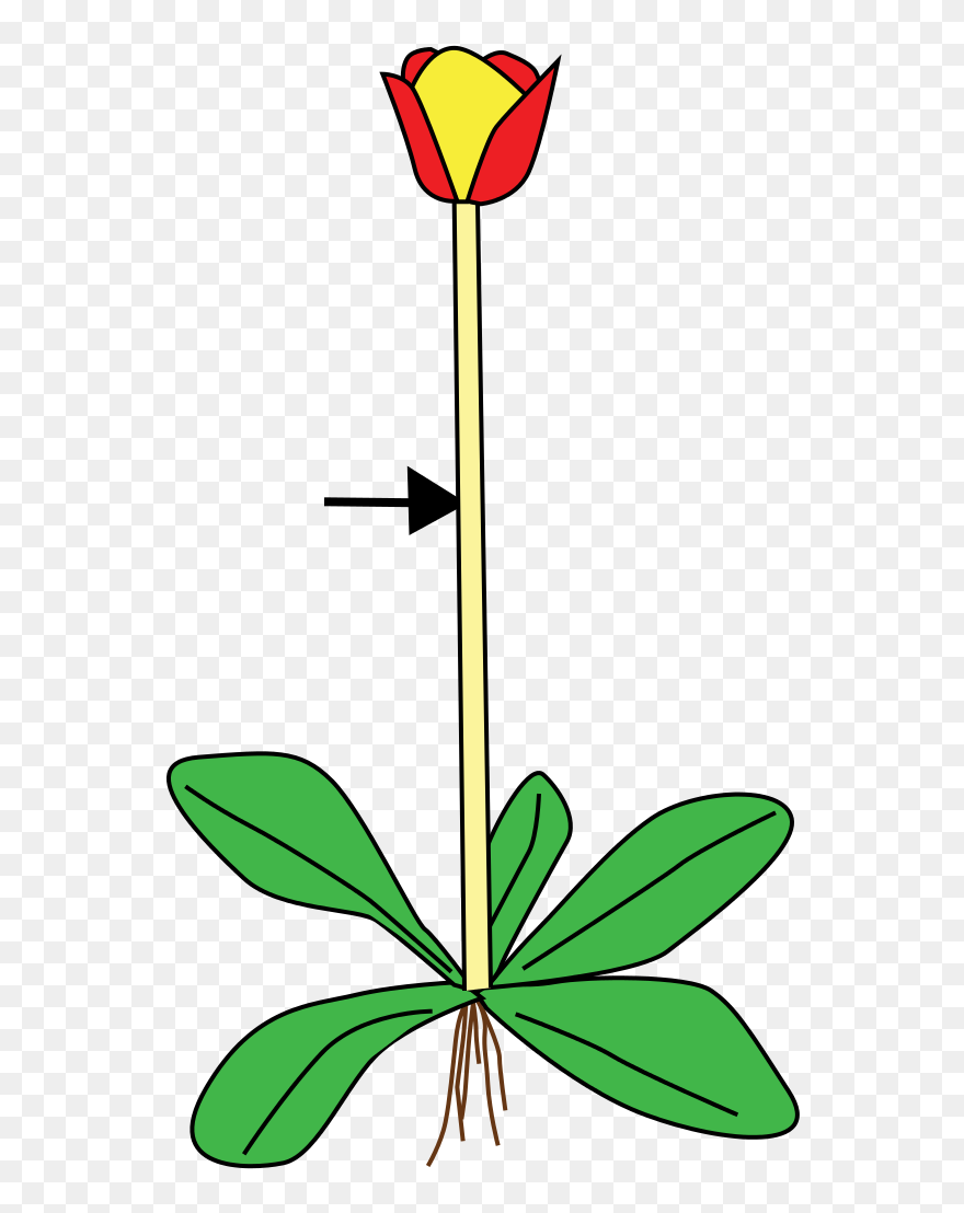 Https - //commons - Wikimedia - Org/wiki/file - Stem - Plant Stem Clip ...