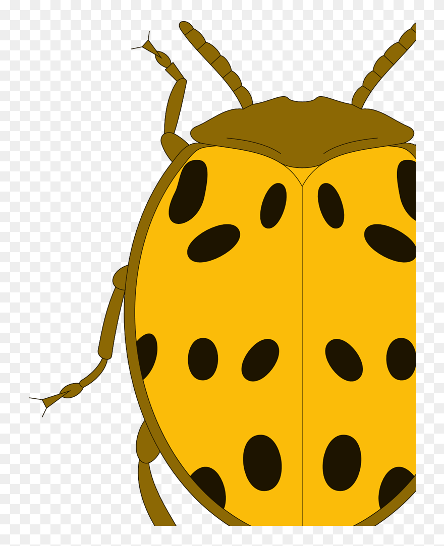 Yellow Beetle Clipart - Png Download (#5808042) - PinClipart
