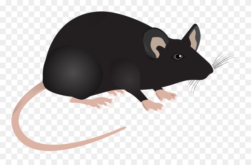 Lab Mouse Science Vector Graphic Pixabay - Ant And Mouse Story Clipart ...