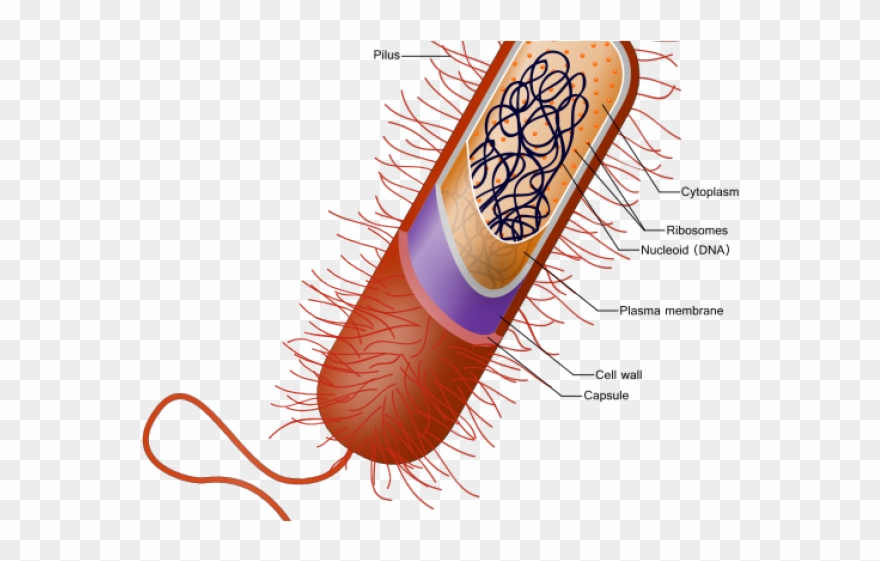 Download Bacteria Clipart Prokaryotic Cell - Prokaryotic Cell Diagram ...