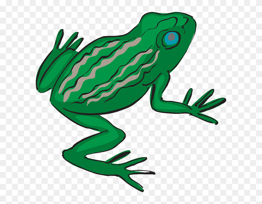 Blue - Tropical Frog Transparent Clipart (#658618) - PinClipart