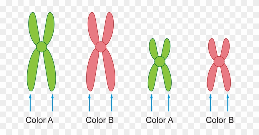 Download Vector Transparent Library Chromosome Drawing - Chromosome ...