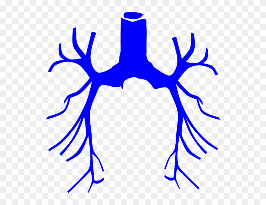 Download Bronchial Tree Clip Art At Clker Com Vector Clip Art - Lungs ...