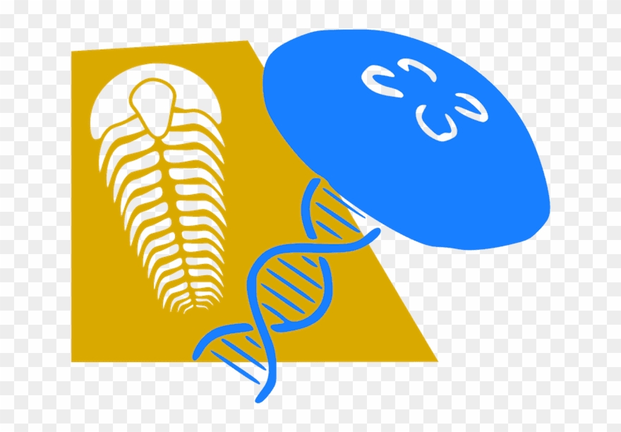 Cell Differentiation And Tissue Regeneration Across - .com Clipart ...