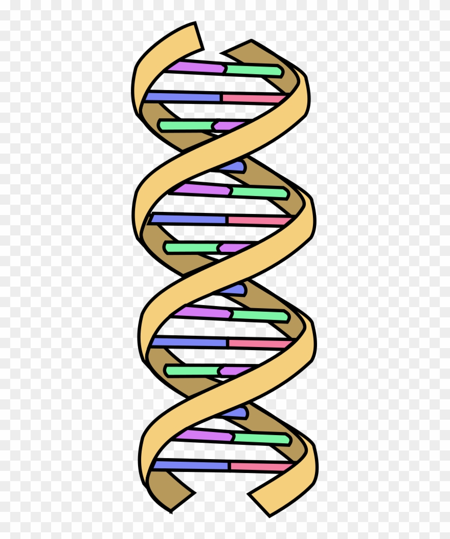File - Dna Simple - Svg - Simple Dna Clipart (#700171) - PinClipart