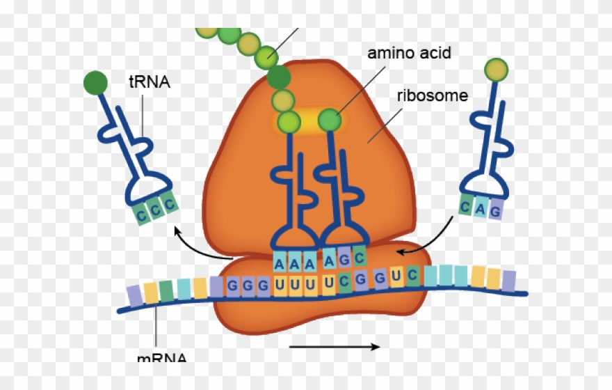 Dna Structure Clipart Clipart Transparent Background - Ribosome Protein ...