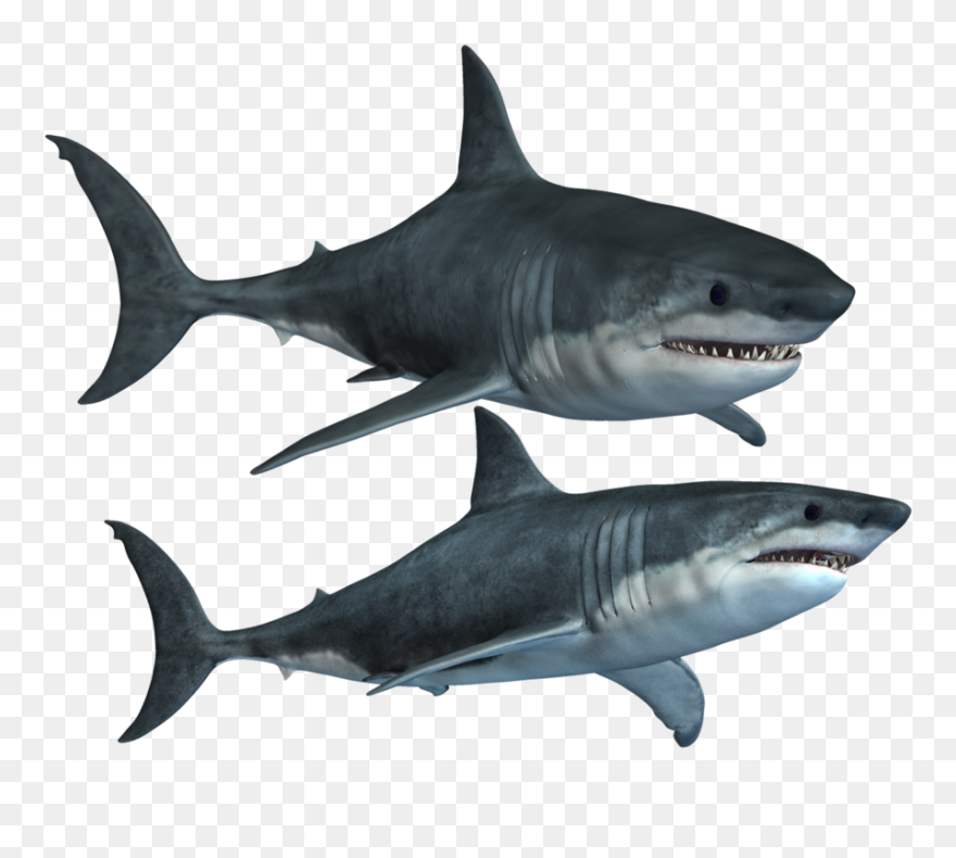 Great White Shark Clipart High Resolution - Shark Hd Png Transparent ...