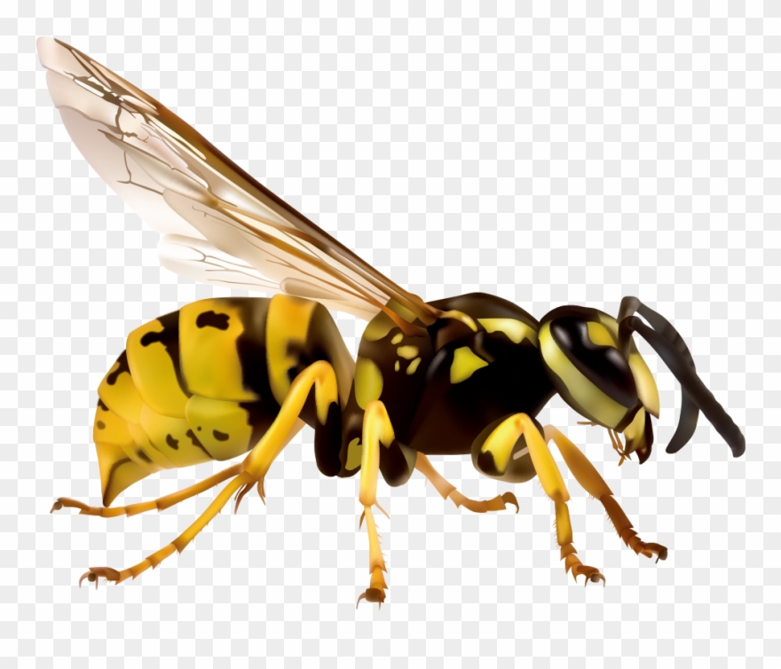 Insects Clipart Hornet - Wasp White Background - Png Download (#769207 ...
